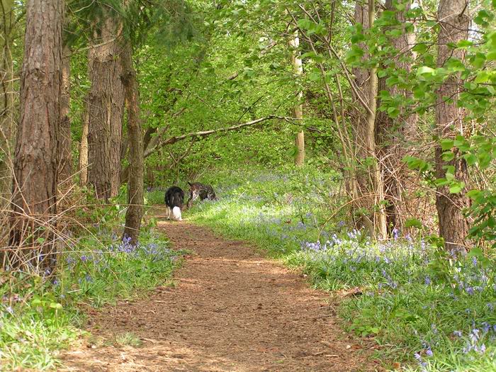 KLF • View topic - Bluebells in Reffley woods
