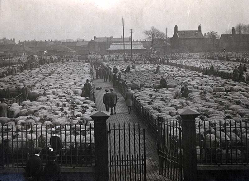 KLF • View topic - ABATTOIR & MARKET