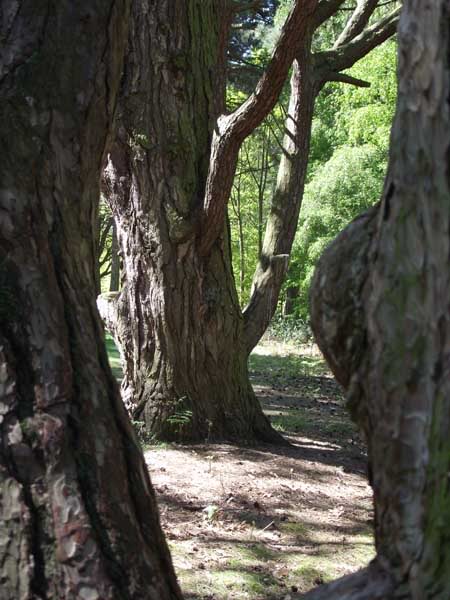 KLF • View topic - Tuesday Trot Thro the Trees