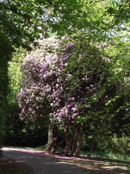 KLF • View topic - Tuesday Trot Thro the Trees