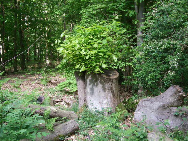 KLF • View topic - Reffley Wood